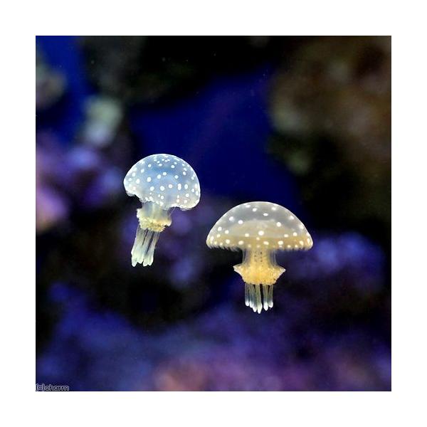 _aqua　◎　海水　海水生体　m_creature　ma_jellyfish　動画海水生体　タコクラゲ　クラゲ　Ｍａｓｔｉｇｉａｓ　ｐａｐｕａ　20120903　ＡＨ　ql37m_tkkrkai　nvadio　無脊椎ＩＤ　kaijyo　k...