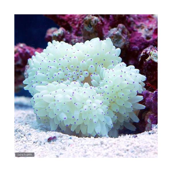 _aqua　◎　kaisui75　アネモネ　kumanomi　海水　海水生体　その他　m_anemone　ma_shiraitoiso　ma_kanikani0101　LRhouselist　kaijyo