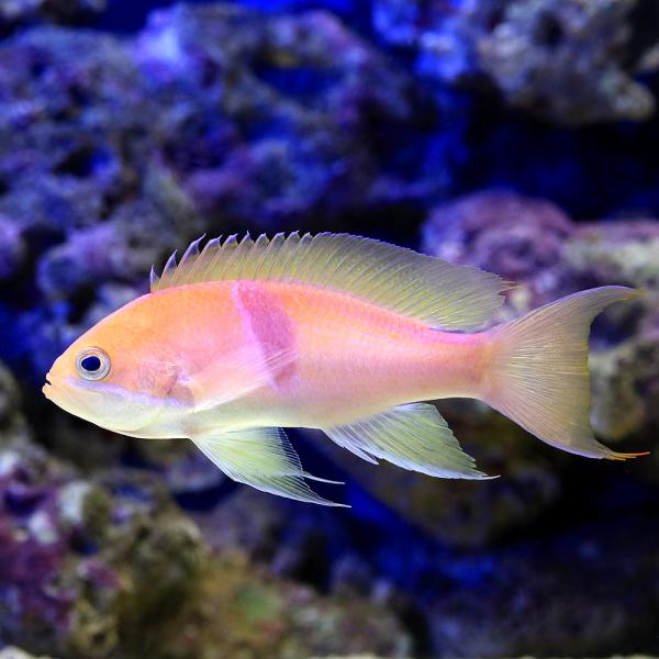 ◎　marinefishzukan　ハナダイの仲間　m_angelfish　海水　海水生体　海水魚　アカオビハナダイ　ＨＩＮ　20130815　vlen2014_kaisui　Ｐｓｅｕｄａｎｔｈｉａｓ　ｒｕｂｒｉｚｏｎａｔｕｓ　kaijyo