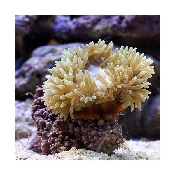 ◎　kaisui75　海水　海水生体　m_anemone　kumanomi　イソギン　アネモネ　20130309　ＯＳＨ　smt9l_isgnkai　LRhouselist　finding_dory2016　6kisitop200115　お...