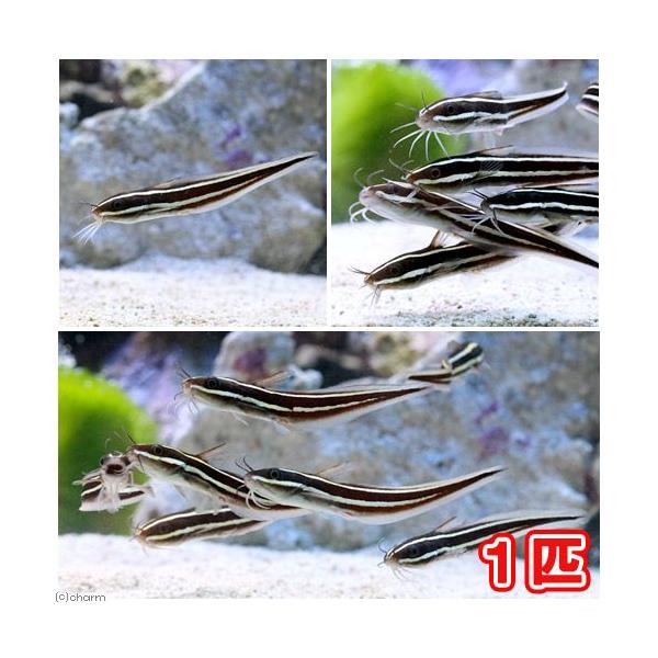 ◎　kaisui73　marinefishzukan　ヒラメ／カレイ／近海魚　海水　海水生体　海水魚　ma_fish　ＭＮ　20130405　マリンキャットフィッシュ　muryotassei_600_699　vlen2014_kaisui