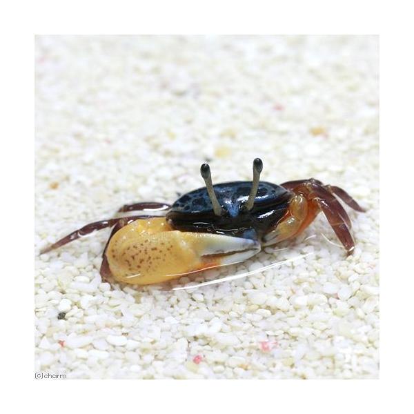 ◎　kaisui75　甲殻系　海水　海水生体　エビ・カニ他　m_crab　シオマネキ　陸生　カニ　ザリガニ・その他生体　20130322　ＯＳＨ　mrnp5bai130914　crab_anemosp0627　shio-mngrv　kais...