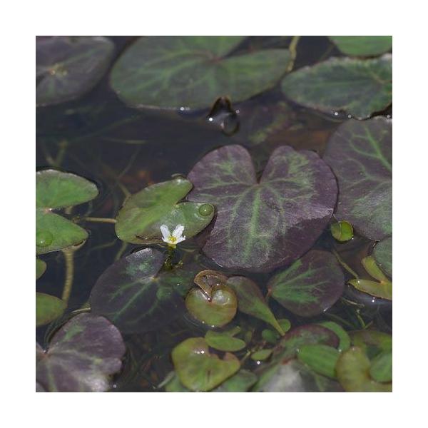 _aqua　_gardening　ビオトープ　水辺植物　水生植物　浮葉植物　nymphoides　ガーデニング　その他水辺植物　all_plants　20110601　水辺0601　bio_130715　iff636ixガーデニング　植物　...