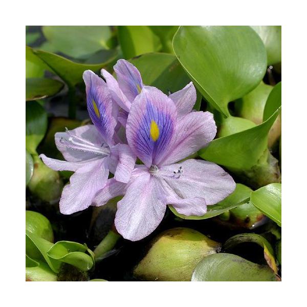 金魚藻　ビオトープ　水辺植物　水生植物　浮葉植物　ホテイ草特集　水草　浮き草　ホテイソウ　ホテイアオイ　水玉　hotei＆medaka　all_plants　wp_kywrd　jkpcr22　hoteisou0309　ホテイ草　seiti_...