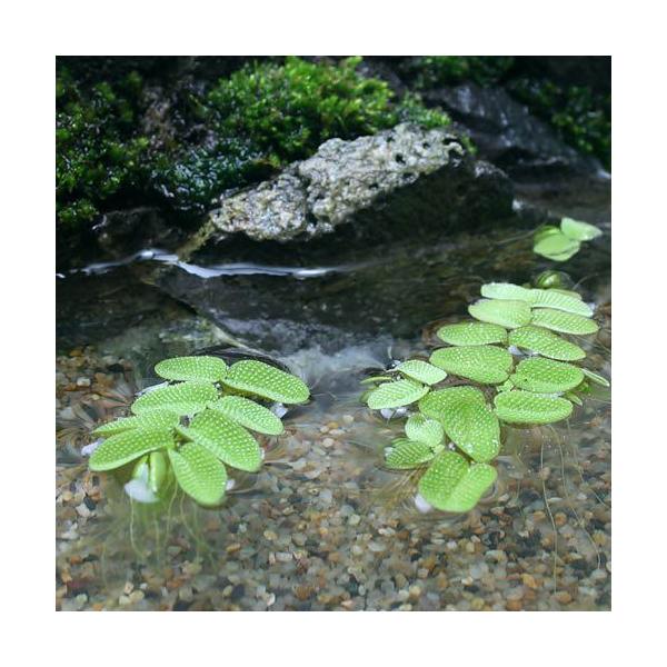 _aqua　_gardening　wptop6_190619　p5mizbrk2305　サルビニア　touki46
