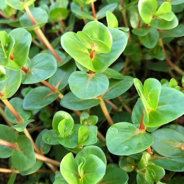 PF_SPQ　Rotala_macrandragreen　熱帯魚　_wp　_aqua　Rotala　macrandra"Green"　水草　後景草　明るい　ロタラマクランドラグリーンはこちら　all_plantsotara_macr_g　水...
