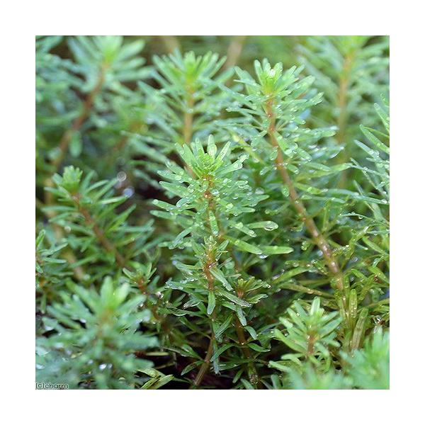 PF_SPQ　Rotala_wallichii　熱帯魚　_wp　_aqua　Rotala　wallichii　有茎　ヤ行　ナンセアンの仲間　ロタラワリッキーはこちら　水草　後景草　赤い　all_plants　水草赤い　リスノシッポ　水上葉_...