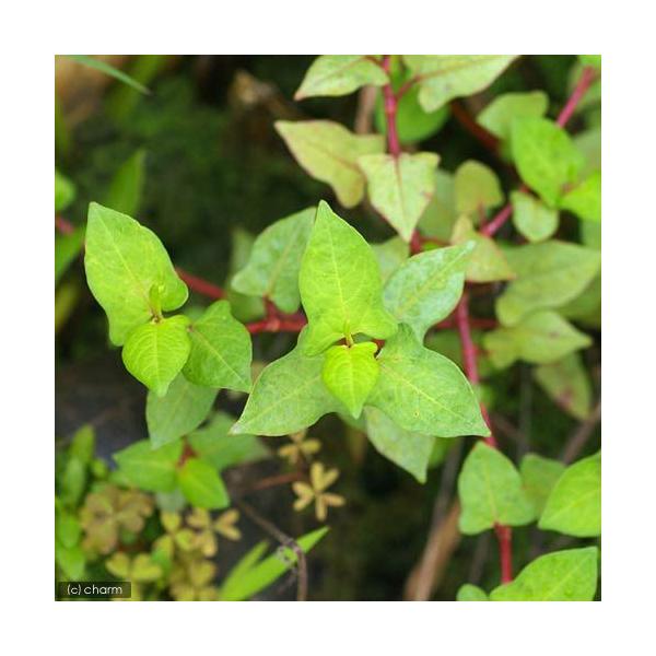 _aqua　_gardening　金魚・メダカ　水辺植物　水生植物　有茎種　枝もの　ガーデニング　その他水辺植物　all_plants　bio_130715　植物　植物生体　ガーデニング生体　育て方　育成方法　栽培方法　湿性植物　一年草　a...