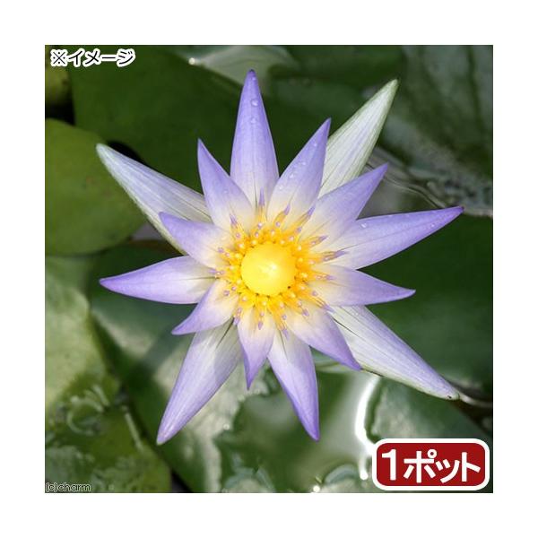 _aqua　_gardening　sfset　スイレン　睡蓮　栽培　育て方　熱帯性スイレンまつり　ビオトープ　熱帯性スイレン　ガーデニング　水辺植物　ブルー　all_plants　nettaipoint　熱帯性睡蓮シリーズ　CAERULEA...
