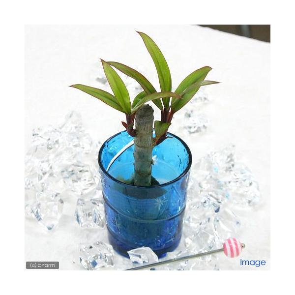_hachu　_gardening　_kame　観葉植物　ガーデニング　ビバリウム　アクアテラリウム　パルダリウム　リュウゼツラン科　キジカクシ科　ナギイカダ科　コルジリネ　コルディリーネ　千年木　センネンボク　グッドラックプランツ　cor...