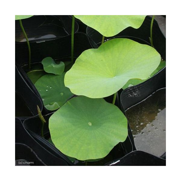 _gardening　ビオトープ　ガーデニング　水辺植物　ハス　hasu_10bai0731　all_plants　tuihi_rotas0614　発芽待ちハス　set_hasu_perrysloka　育て方　育成方法　栽培方法　Usefu...