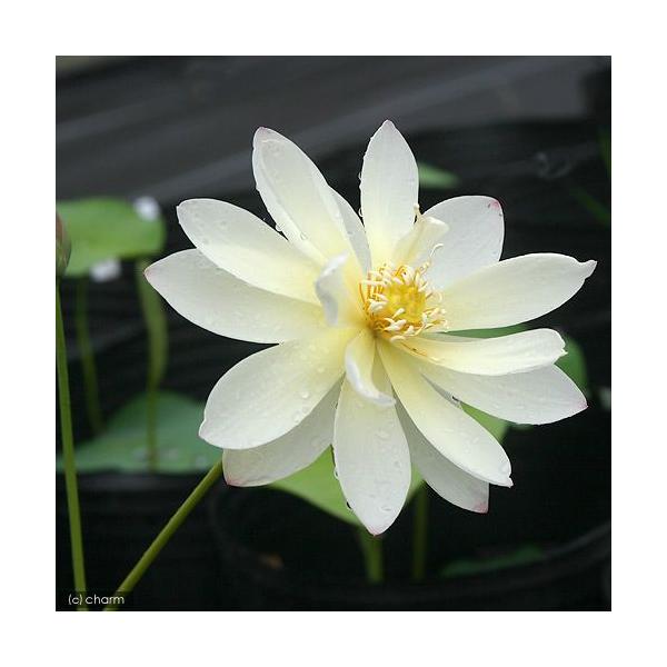 ビオトープ　ガーデニング　水辺植物　ハス　hasu_10bai0731　all_plants　tuihi_rotas0614　育て方　育成方法　栽培方法　AS　20220709　Usefulplants_管理用　japanherb254m　...