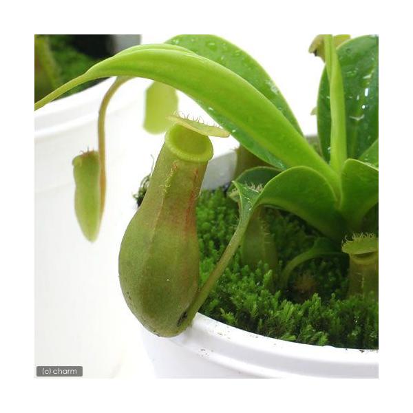 paludariumplants　パルダリウム　テラリウム　_gardening　_hachu　_kame　観葉植物　園芸　ガーデニング　ビバリウム　アクアテラリウム　食虫植物　ネペンテス　ウツボカズラ　nepenthaceae　Nepen...