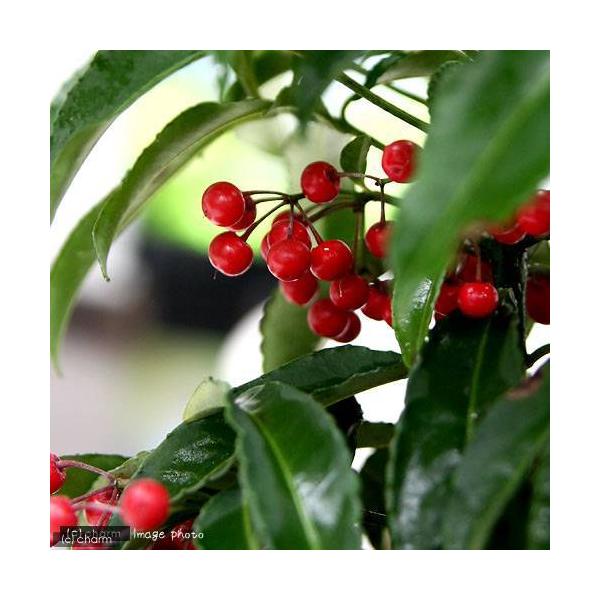 観葉植物　ガーデニング　園芸　山野草　マンリョウ　万両　お正月　カラタチバナ　サクラソウ科　ヤブコウジ属　縁起樹　縁起木　osyougatu_plants　osyougatu_item　植物　植物生体　ガーデニング生体　育て方　育成方法　栽...