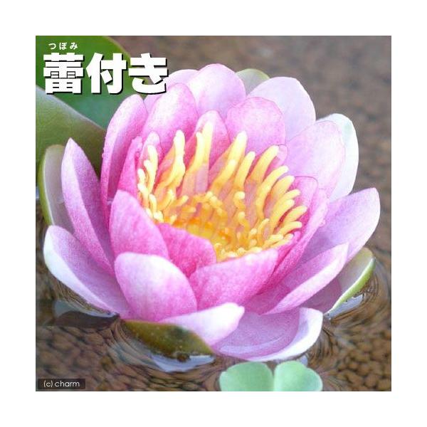 _gardening　_aqua　スイレン　睡蓮　栽培　育て方　ガーデニング　水辺植物　ビオトープ　蕾付き　蕾付き単品　おまかせ温帯性スイレン　おまかせスイレン　20150510　ＤＦ　tsubomitsuki_suiren　育成方法　栽培...