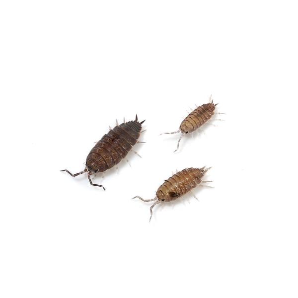 生き餌　えさ　爬虫類エサ　器具　餌／給餌器　生餌／ブライン　爬虫類生餌　ワラジムシ　fish_ikie　活き餌　活餌　活きエサ　repfoodcock　生餌部屋　HAA　20251125　hosyouari　y25m11