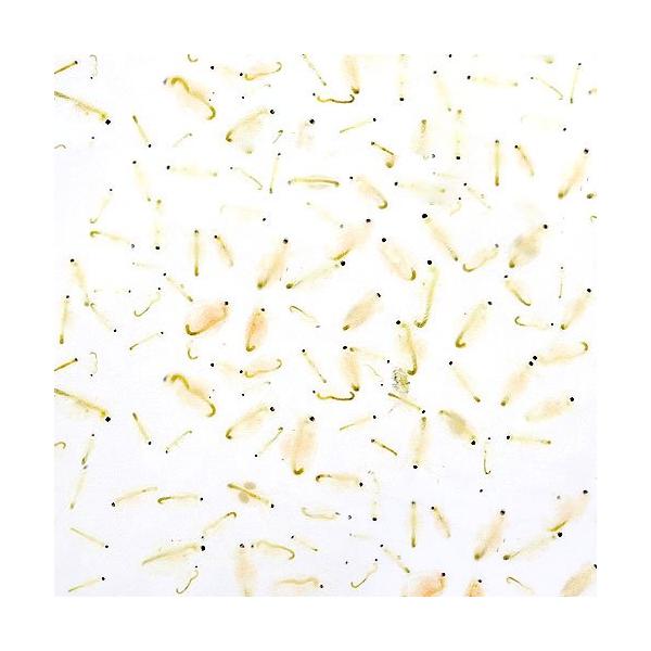 _hachu　_aqua　fish_databas　生き餌　生体　_kame　fry_bait　熱帯魚・エビ他　新仔　貝　種類で選ぶ　再生　自由研究　ダフニア　タマミジンコ　ミジンコ　ケンミジンコ　カイミジンコ　単為生殖期　有性生殖期　休眠...