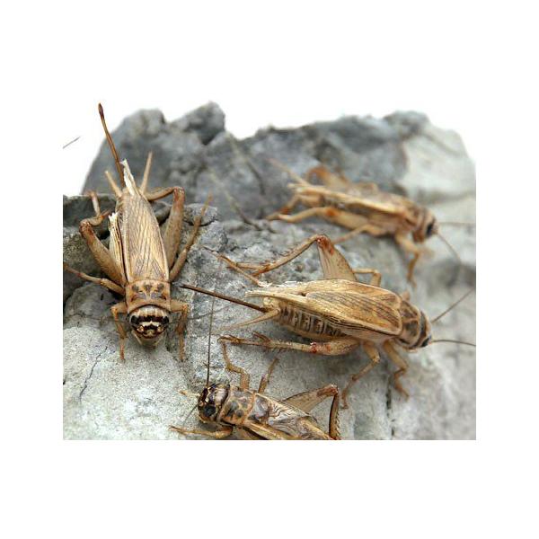 コオロギ　生き餌　えさ　アロワナ　kame　omk_pgs　大型魚エサ　爬虫類エサ　餌　給餌器　生餌　ブライン　イエコＭ　爬虫類生餌　rep_cricket　20101125　ＭＫ　minianimal　fish_ikie　爬虫類　イエコ　...
