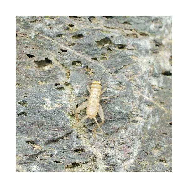 コオロギ　_kame　生き餌　えさ　アロワナ　_aqua　大型魚エサ　爬虫類エサ　器具　餌　給餌器　生餌　ブライン　minianimal　爬虫類生餌　rep_cricket　20101125　ＭＫ　fish_ikie　爬虫類　イエコ　ハウス...