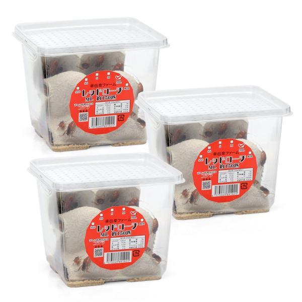 生き餌　omk_pgs　えさ　アロワナ　大型魚エサ　爬虫類エサ　器具　餌　給餌器　生餌　ブライン　爬虫類生餌　トルキスタンゴキブリ　Blatta　laterlis　red_roach　fish_ikie　レッドローチ　活き餌　活餌　活きエサ...