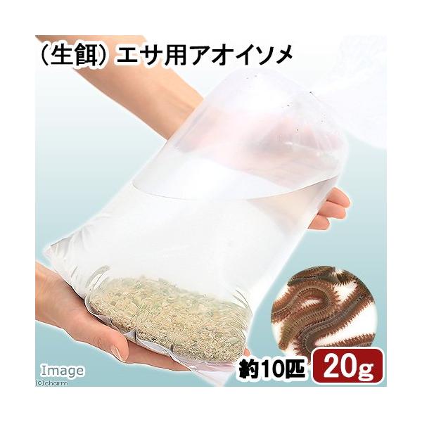 生き餌海水　海水生体　活き　生餌　イキエサ　ナマエサ　ヤッコ　餌／給餌器　生餌／ブライン　生餌　その他生体　活きエサ　活き餌　活餌　TG　海水性　タツノオトシゴ　ベントス　プランクトン　微生物　リーフタンク　砂遊び　砂浜　ムシ　虫　ダンゴム...