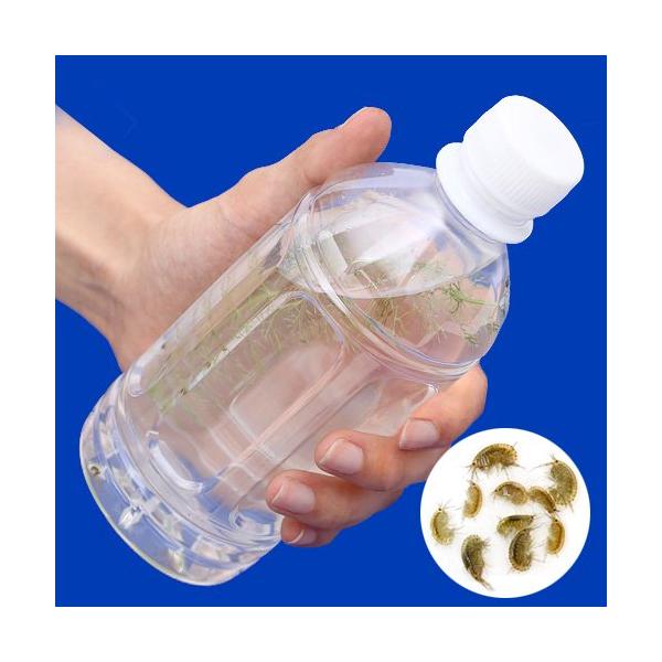 アクアリウム用品　生き餌　_aqua　_hachu　アクア用品　餌　給餌器　生餌　ブライン　Ｊｅｓｏｇａｍｍａｒｕｓ　ｆｌｕｖｉａｌｉｓ　Ｇａｍｍａｒｕｓ　ｎｉｐｐｏｎｅｎｓｉｓ　ｆｌｏｒｉｄａｎｕｓ　淡水　ヒメアナンデールヨコエビ　ニッポ...