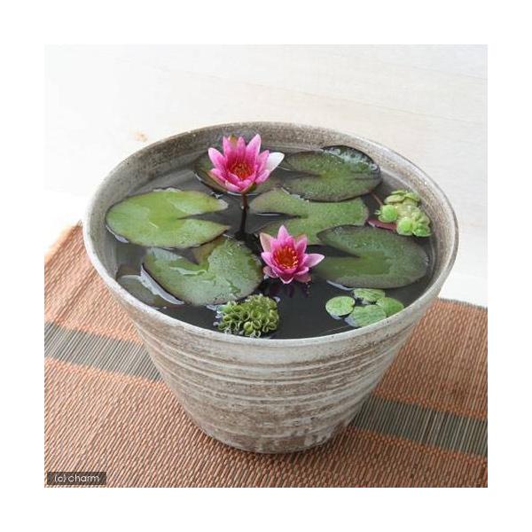 mashikohimeset　スイレン　睡蓮　栽培　育て方　睡蓮鉢フルセット　ビオトープ　睡蓮　スイレン　鉢　ガーデニング　水辺植物　スイレンと鉢のセット　スイレン（姫スイレン）　20100710　ＤＦ　益子睡蓮セット　益子睡蓮セット姫スイ...