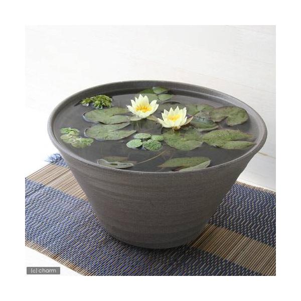mashikohimeset　スイレン　睡蓮　栽培　育て方　睡蓮鉢フルセット　ビオトープ　睡蓮　スイレン　鉢　ガーデニング　水辺植物　スイレンと鉢のセット　スイレン（姫スイレン）　20100710　ＤＦ　益子睡蓮セット　益子睡蓮セット姫スイ...