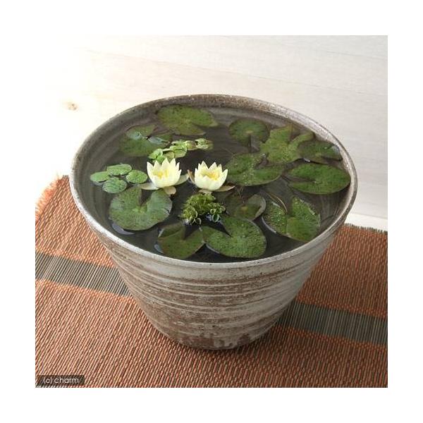 mashikohimeset　スイレン　睡蓮　栽培　育て方　睡蓮鉢フルセット　ビオトープ　睡蓮　スイレン　鉢　ガーデニング　水辺植物　スイレンと鉢のセット　スイレン（姫スイレン）　20100710　ＤＦ　益子睡蓮セット　益子睡蓮セット姫スイ...