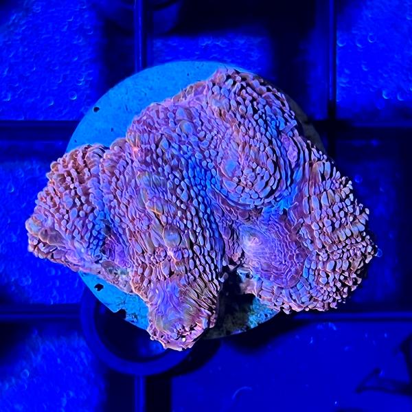 _aqua　sfset　◎　海水　サンゴ　coral_itten　m_hardcoral　ハードコーラル　オオトゲキクメイシ　20250626　ＨMZ　Ｈｏｍｏｐｈｙｌｌｉａ　ｂｏｗｅｒｂａｎｋｉ　y25m06　seitaigensen1t...