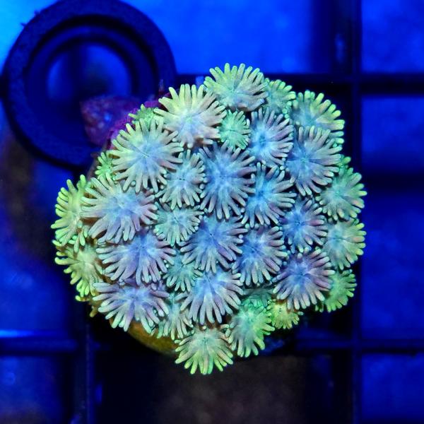 _aqua　sfset　◎　一点物　個体販売　現物　画像個体　海水　サンゴ　coral_itten　m_hardcoral　ハードコーラル　ハナガササンゴ　ＬＰＳ　Ｇｏｎｉｏｐｏｒａ　ｌｏｂａｔａ　20251024　ＨMZ　y25m10　y...