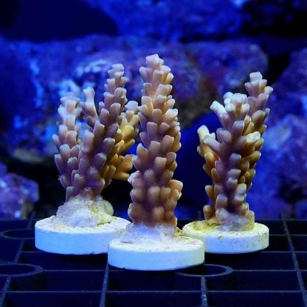 ◎　kaisui70　ma_sanfdmsklgo　ハードコーラル　海水　サンゴ　m_hardcoral　20251115　ｙ25ｍ11　ミドリイシ　トンガ　Acropora　up0827time_ma　sngtop2_150902　sng...