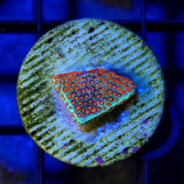 _aqua　sfset　◎　一点物　個体販売　現物　画像個体　海水　サンゴ　coral_itten　m_hardcoral　ハードコーラル　コモンサンゴ　Ｍｏｎｔｉｐｏｒａ　フラグ　プラグ　ブリード　ＳＰＳ　HMZ　y26m01　20260...