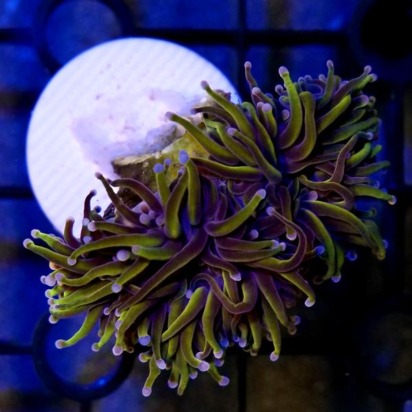 _aqua　sfset　◎　kaisui76　一点物　個体販売　現物　画像個体　海水　サンゴ　ＬＰＳ　coral_itten　m_hardcoral　ハードコーラル　ハナサンゴ　Ｅｕｐｈｙｌｌｉａ　20260302　y26m03　HMZ　s...