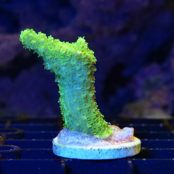 ◎　kaisui76　ma_sanfdmsklgo　b_coral　海水　サンゴ　ハードコーラル　m_hardcoral　ミドリイシ　アクロポラ　Ａｃｒｏｐｏｒａ　フラグ　プラグ　20260315　y26m03　KT　浅場ミドリイシ　深場ミ...