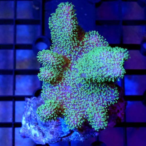 ◎　一点物　個体販売　現物　画像個体　海水　サンゴ　coral_itten　m_softcoral　ソフトコーラル　バラウネタケ　ヒラウネタケ　Ｌｏｂｏｐｈｙｔｕｍ　ｓｐ．　20260421　KT　y26m04