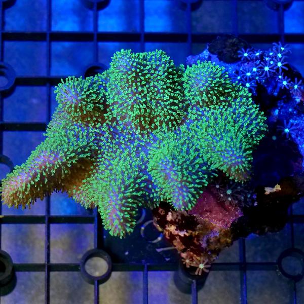 ◎　一点物　個体販売　現物　画像個体　海水　サンゴ　coral_itten　m_softcoral　ソフトコーラル　バラウネタケ　ヒラウネタケ　Ｌｏｂｏｐｈｙｔｕｍ　ｓｐ．　20260421　KT　y26m04
