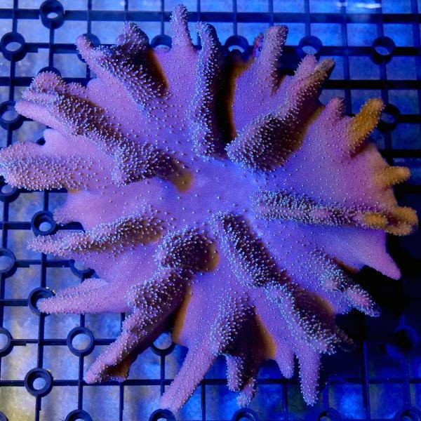 ◎　一点物　個体販売　現物　画像個体　海水　サンゴ　coral_itten　m_softcoral　ソフトコーラル　バラウネタケ　ヒラウネタケ　Ｌｏｂｏｐｈｙｔｕｍ　ｓｐ．　20260421　KT　kaisui76　ｙ26ｍ04