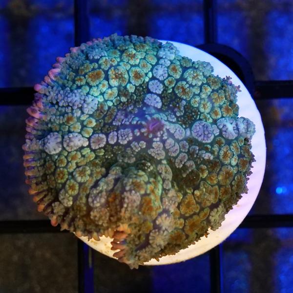 sfset　_aqua　◎　kaisui76　一点物　個体販売　現物　画像個体　海水　サンゴ　coral_itten　m_softcoral　Ｄｉｓｃｏｓｏｍａ　ｓｐ．　ソフトコーラル　ディスクコーラル　バウンスディスク　20260328　...