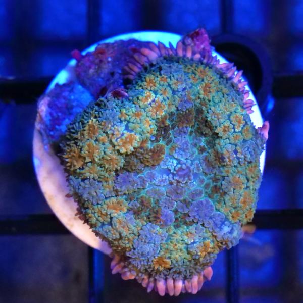 sfset　_aqua　◎　kaisui76　一点物　個体販売　現物　画像個体　海水　サンゴ　coral_itten　m_softcoral　Ｄｉｓｃｏｓｏｍａ　ｓｐ．　ソフトコーラル　ディスクコーラル　バウンスディスク　20260328　...