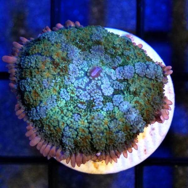 sfset　_aqua　◎　kaisui76　一点物　個体販売　現物　画像個体　海水　サンゴ　coral_itten　m_softcoral　Ｄｉｓｃｏｓｏｍａ　ｓｐ．　ソフトコーラル　ディスクコーラル　バウンスディスク　20260328　...