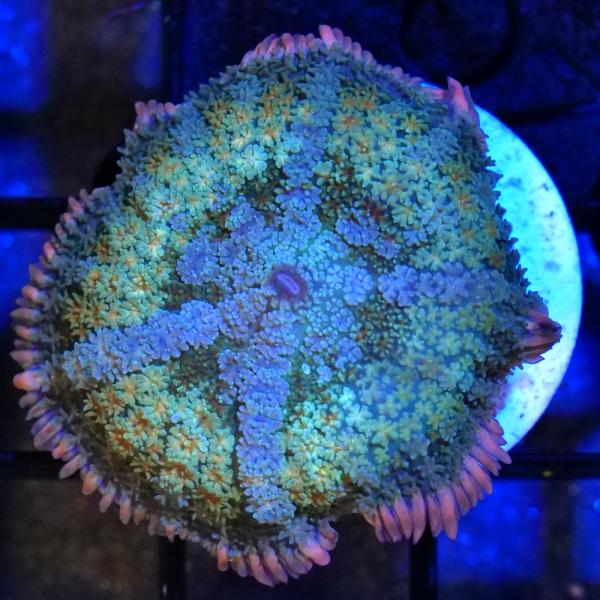 sfset　_aqua　◎　kaisui76　一点物　個体販売　現物　画像個体　海水　サンゴ　coral_itten　m_softcoral　Ｄｉｓｃｏｓｏｍａ　ｓｐ．　ソフトコーラル　ディスクコーラル　バウンスディスク　20260328　...