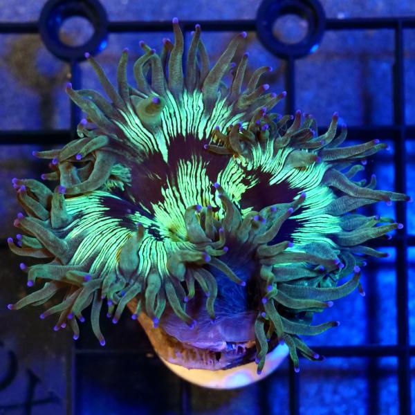 sfset　_aqua　◎　一点物　個体販売　現物　画像個体　海水　サンゴ　coral_itten　m_hardcoral　ハードコーラル　australian_coral　トランペット　オオナガレハナサンゴ　KT　20260307　y26...