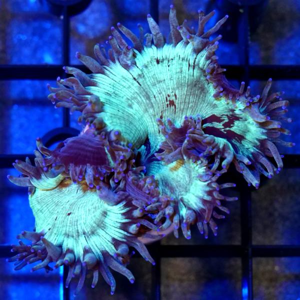 sfset　_aqua　◎　一点物　個体販売　現物　画像個体　海水　サンゴ　coral_itten　m_hardcoral　ハードコーラル　australian_coral　トランペット　オオナガレハナサンゴ　KT　20260307　y26...