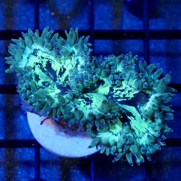 sfset　_aqua　◎　一点物　個体販売　現物　画像個体　海水　サンゴ　coral_itten　m_hardcoral　ハードコーラル　australian_coral　トランペット　オオナガレハナサンゴ　KT　20260307　y26...