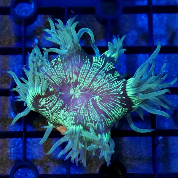 sfset　_aqua　◎　一点物　個体販売　現物　画像個体　海水　サンゴ　coral_itten　m_hardcoral　ハードコーラル　australian_coral　トランペット　オオナガレハナサンゴ　KT　20260307　y26...