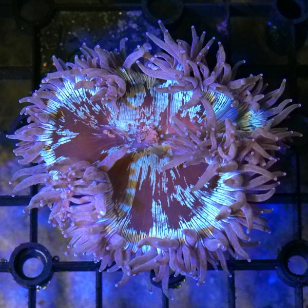 sfset　_aqua　◎　一点物　個体販売　現物　画像個体　海水　サンゴ　coral_itten　m_hardcoral　ハードコーラル　australian_coral　トランペット　オオナガレハナサンゴ　KT　20260307　y26...