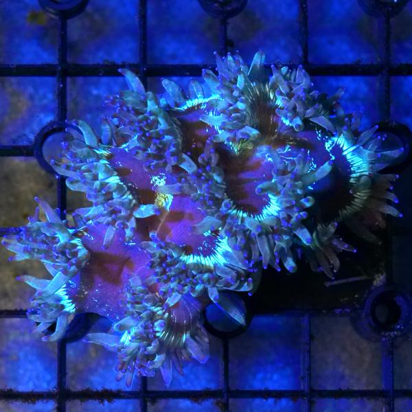 sfset　_aqua　◎　一点物　個体販売　現物　画像個体　海水　サンゴ　coral_itten　m_hardcoral　ハードコーラル　australian_coral　トランペット　オオナガレハナサンゴ　KT　20260307　y26...