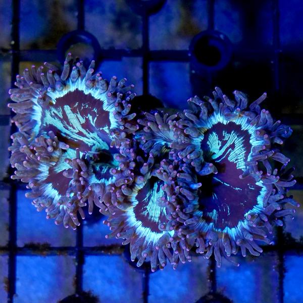 sfset　_aqua　◎　一点物　個体販売　現物　画像個体　海水　サンゴ　coral_itten　m_hardcoral　ハードコーラル　australian_coral　トランペット　オオナガレハナサンゴ　KT　20260307　y26...