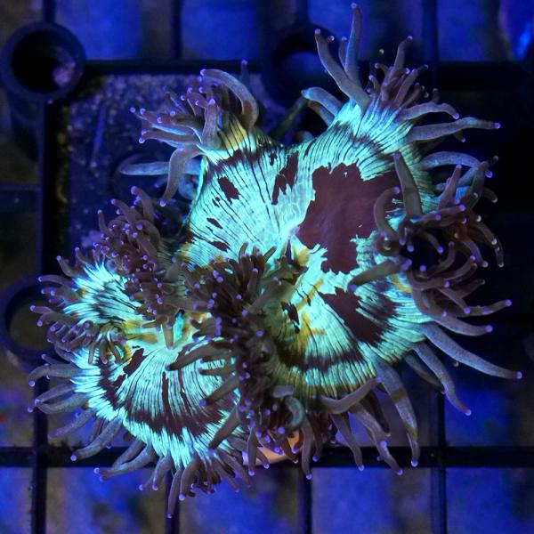 sfset　_aqua　◎　一点物　個体販売　現物　画像個体　海水　サンゴ　coral_itten　m_hardcoral　ハードコーラル　australian_coral　トランペット　オオナガレハナサンゴ　KT　20260307　y26...